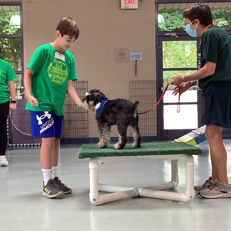 Pets Plus Session Two 2024